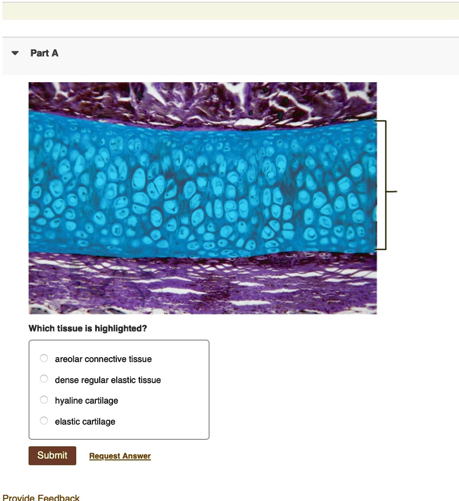 SOLVED: Part A Which tissue is highlighted? areolar connective tissue ...