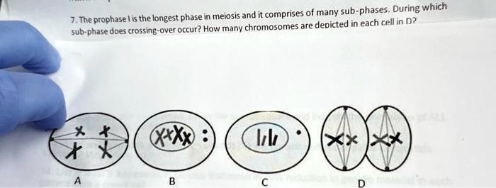 [GET ANSWER] 7. The prophase I is the longest phase in meiosis and it ...