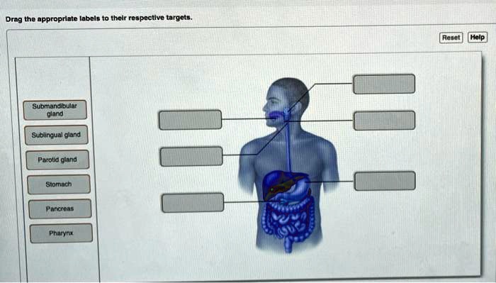 SOLVED: Drag the appropriate labels to their respective targets. Reset Help Submandibular gland ...
