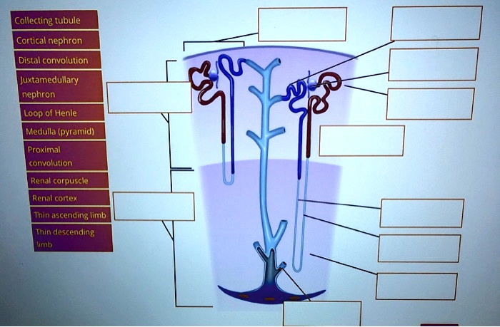 SOLVED: Collecting tubule Cortical nephron Distal convoluted tubule ...