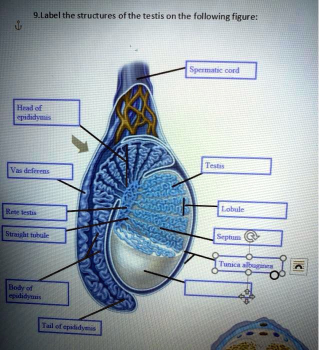 Label the structures of the testis on the following figure: 1 ...
