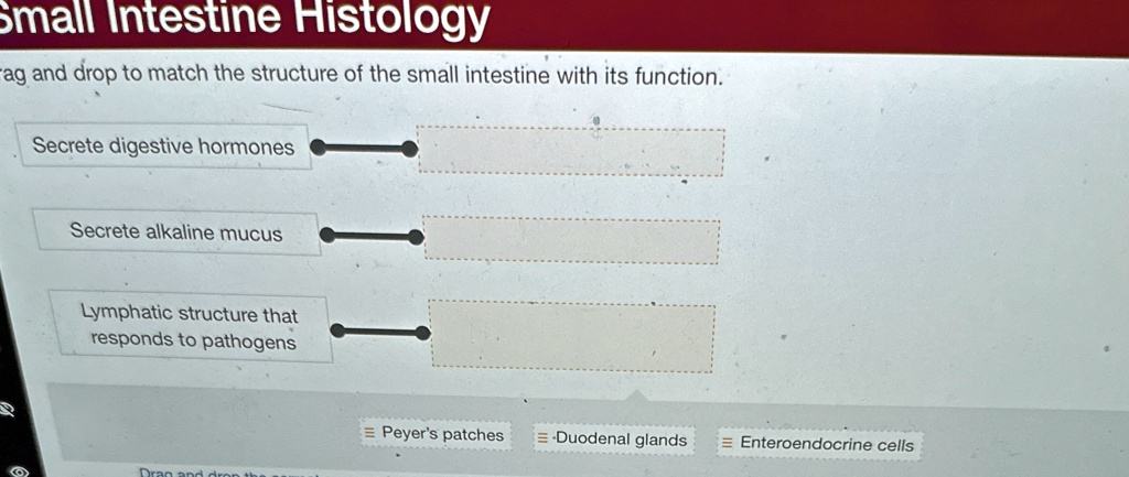 Small Intestine Histology Drag and drop to match the structure of the ...
