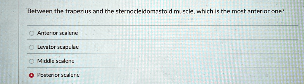 between the trapezius and the sternocleidomastoid muscle which is the ...