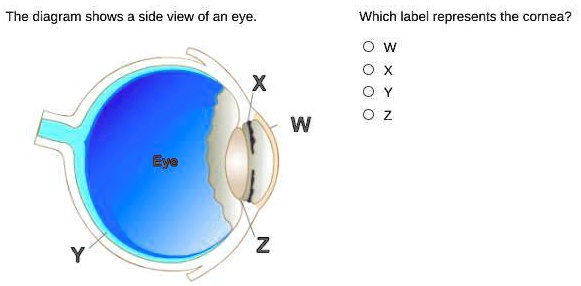 [GET ANSWER] The diagram shows a side view of an eye. Which label ...
