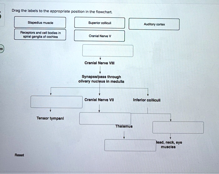 Drag the labels to the appropriate position in the flowchart. Stapedius ...