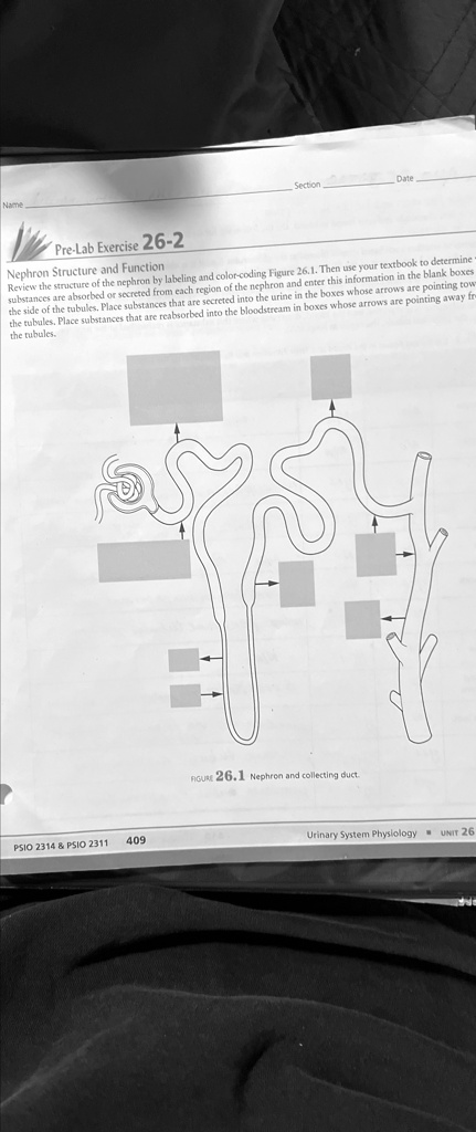 Section Date Pre-Lab Exercise 26-2 Nephron Structure and Function ...