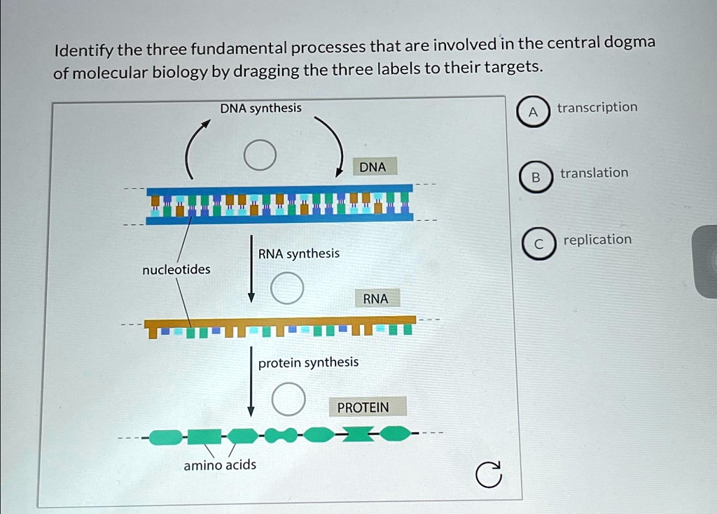 SOLVED: Identify the three fundamental processes that are involved in ...