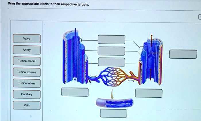 Drag the appropriate labels to their respective targets. Valve Artery ...