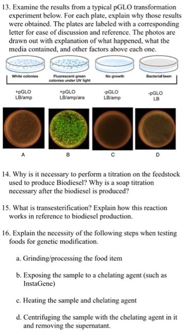 SOLVED: 13. Examine the results from a typical pGLO transformation ...