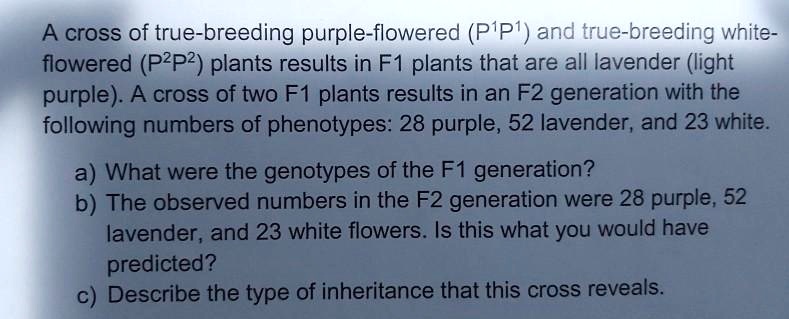 a cross of true breeding purple flowered pipi and true breeding white ...