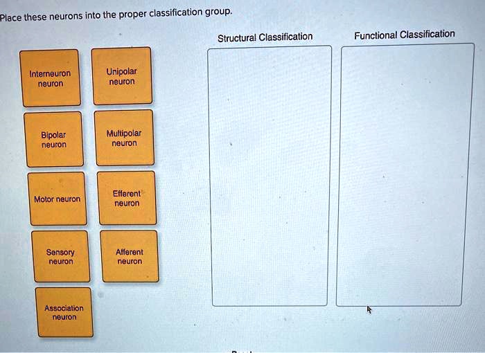 SOLVED: Place these neurons into the proper classification groups: - Structural Classification ...