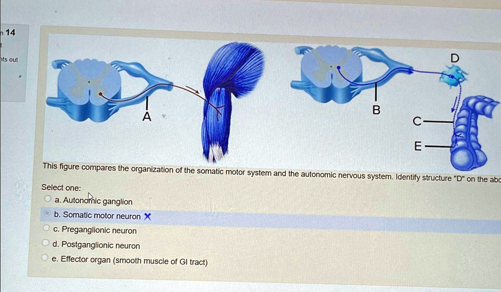 14 nts out A B C E D This figure compares the organization of the ...