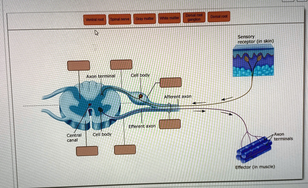 ventral root spinal nerve gray matter white matter dorsal root ganglion ...