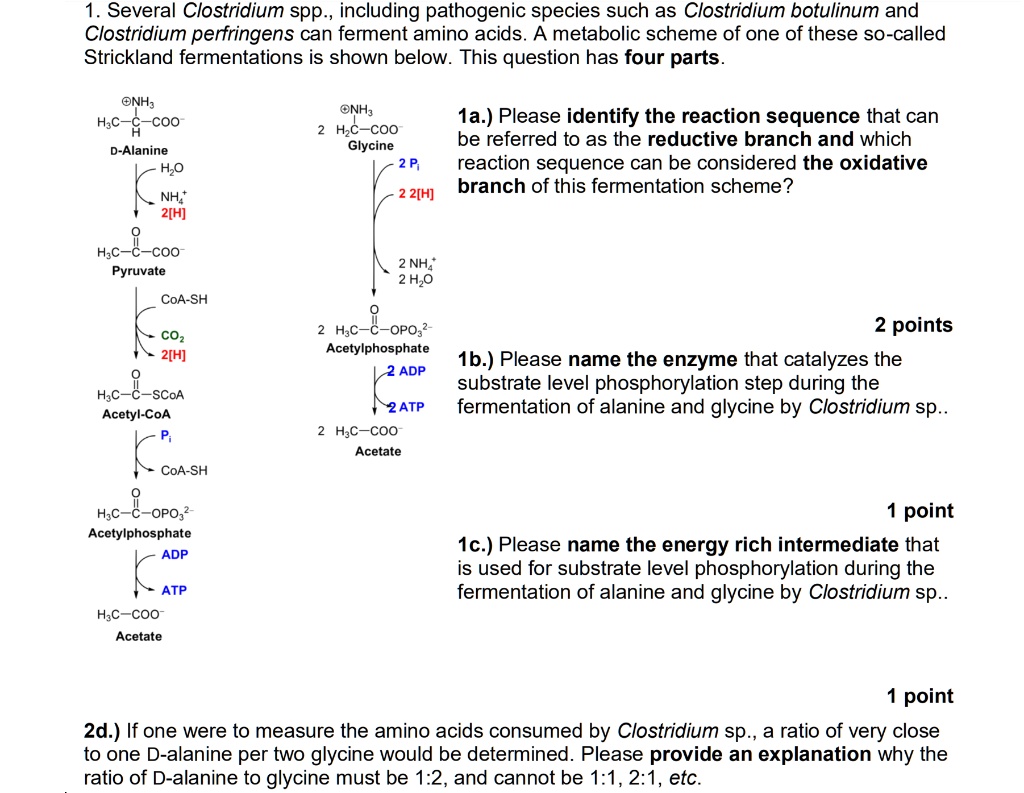 SOLVED: Several Clostridium spp-, including pathogenic species such as ...