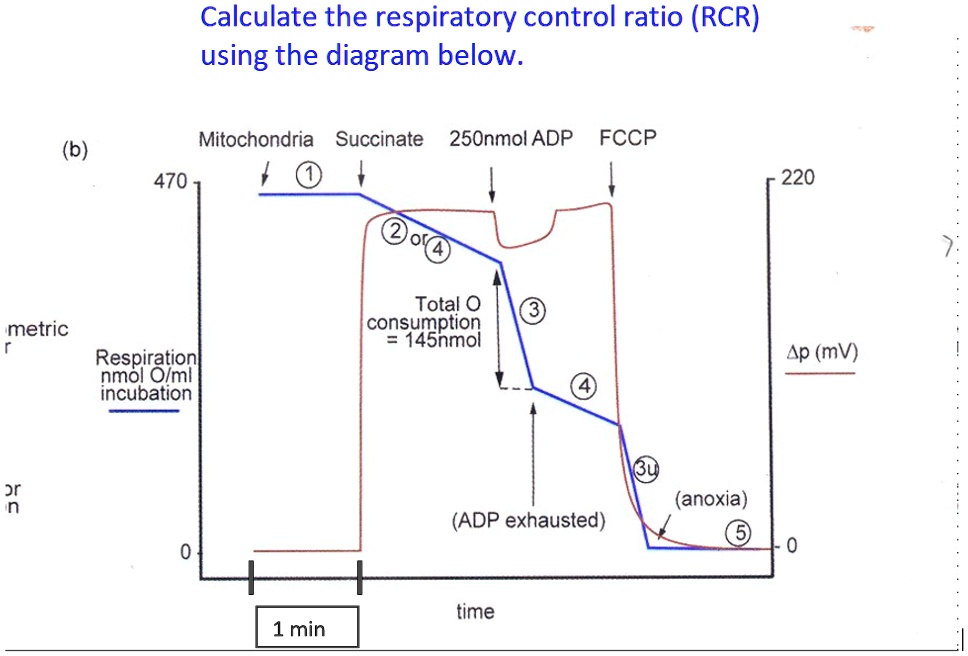 SOLVED: Calculate the respiratory control ratio (RCR) using the diagram ...