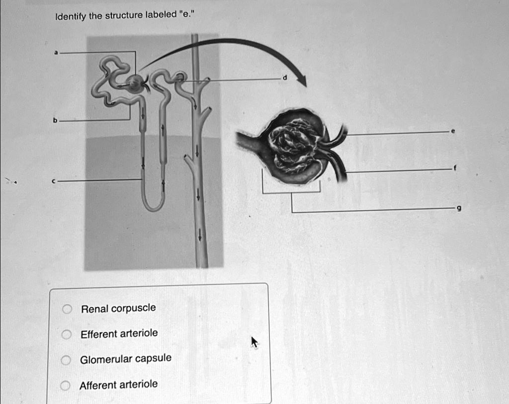 identify the structure labeled e renal corpuscle efferent arteriole ...