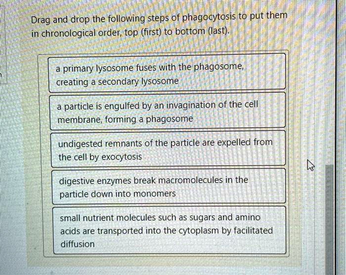 drag and drop the following steps of phagocytosis to put them in ...