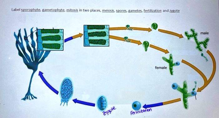 Label sporophyte, gametophyte, mitosis in two places, meiosis, spores ...