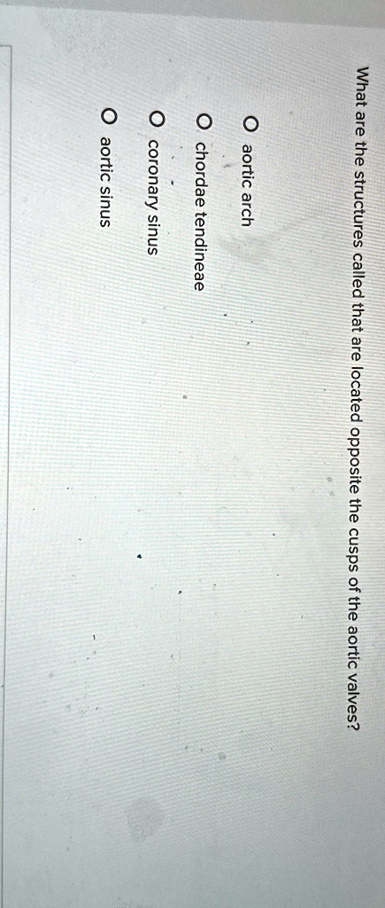 What are the structures called that are located opposite the cusps of ...