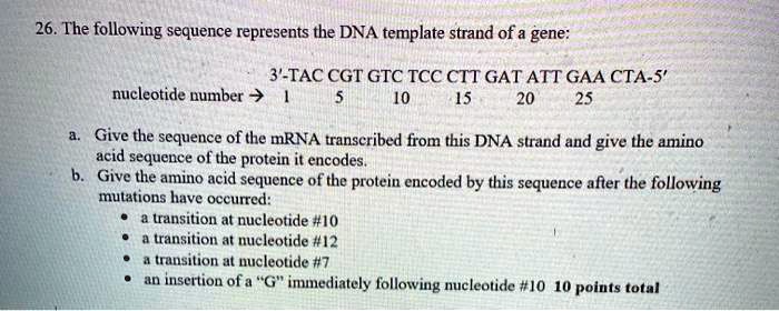 26 the following sequence represents the dna template strand of a gene 3tac cgt gtc tcc ctt gat ...