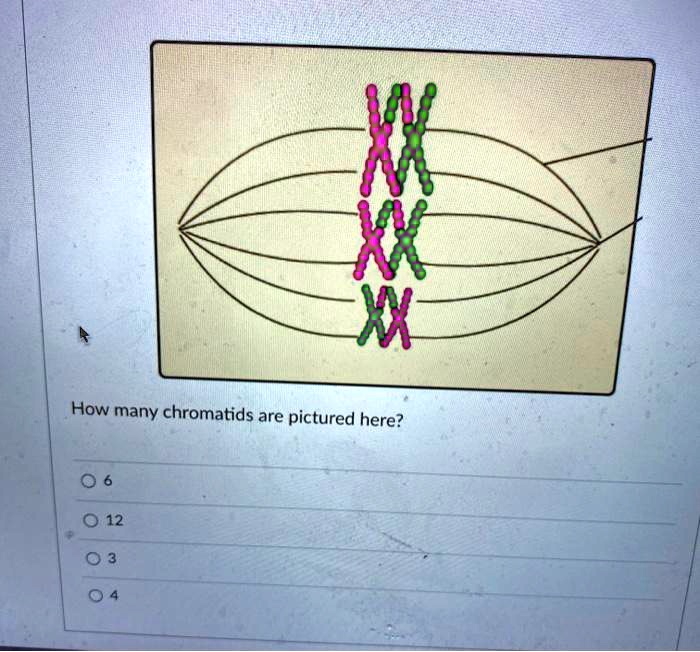 How many chromatids are pictured here?