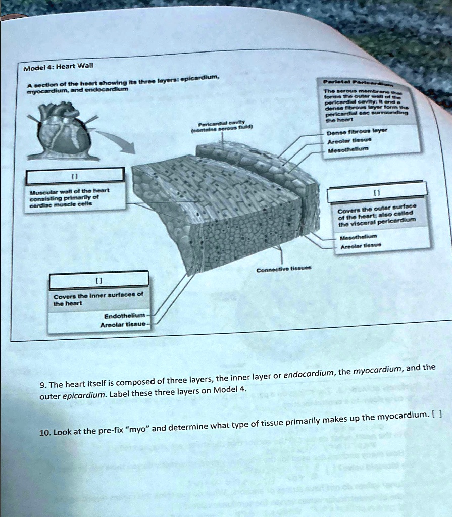 Model 4: Heart Wall A section of the heart showing its three layers ...