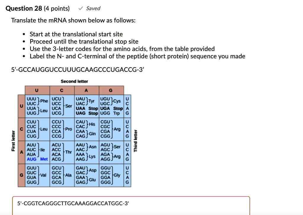 SOLVED: Question 28 (4 points) Saved: Translate the mRNA shown below as ...