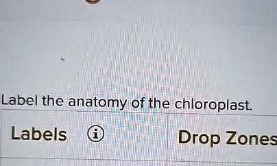 Label the anatomy of the chloroplast. Labels (i) Drop Zones