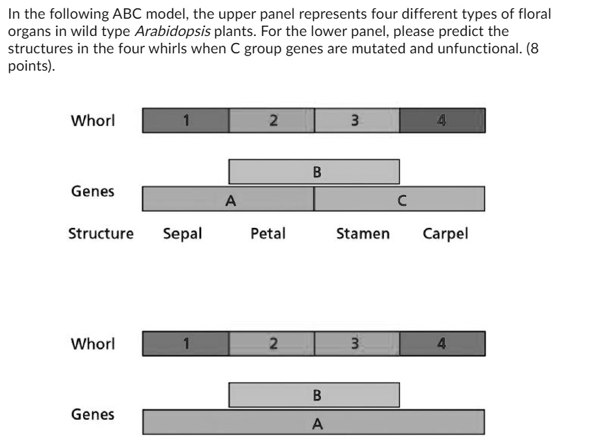 in the following abc model the upper panel represents four different ...