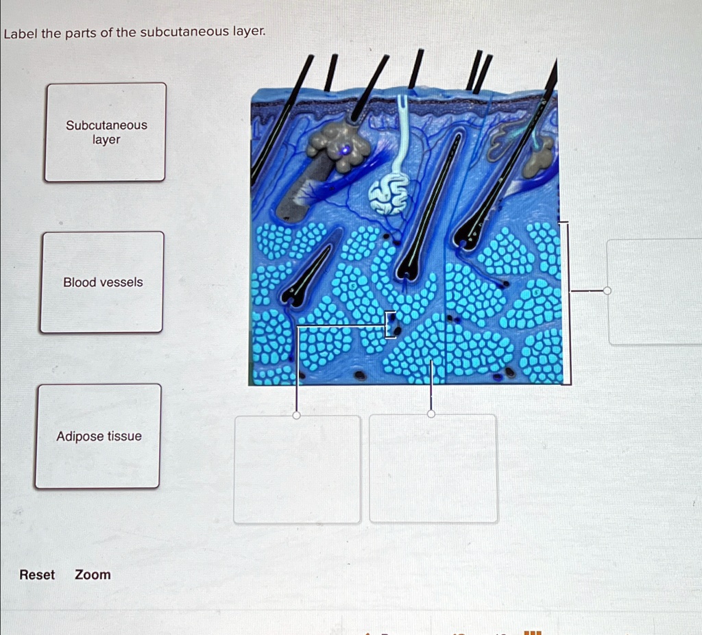 SOLVED: Label the parts of the subcutaneous layer. Reset Zoom Label the ...