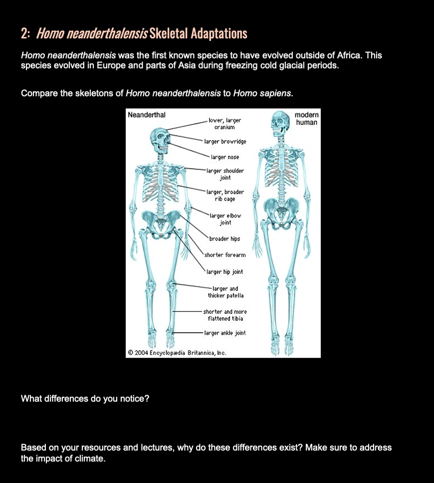 Texts: 2: Homo neanderthalensis Skeletal Adaptations Homo ...