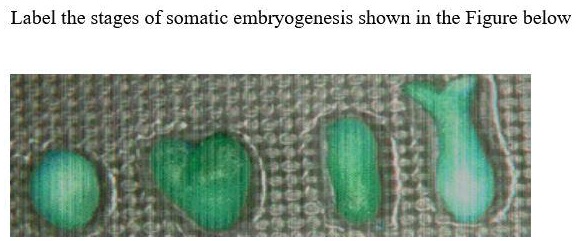 SOLVED: Label the stages of somatic embryogenesis shown in the Figure below
