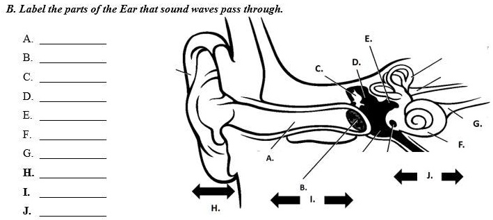 B. Label the parts of the Ear that sound waves pass through. A. B. C. D ...