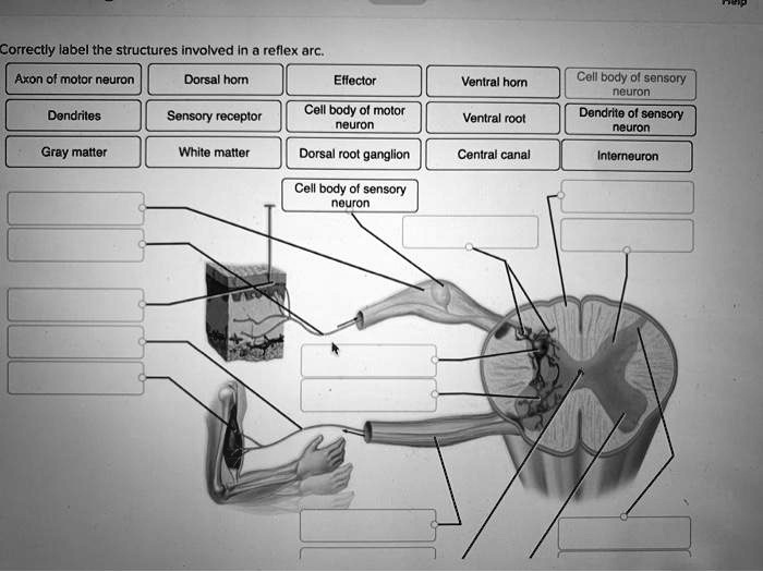 SOLVED: Correctly label the structures involved In a reflex arc. Aron ' of motor neuron Dorsal ...