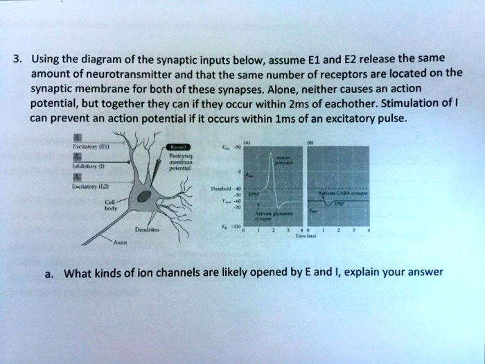 SOLVED: Using the diagram of the synaptic inputs below, assume E1 and ...