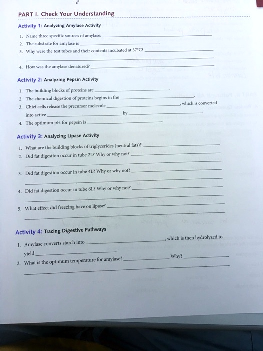 SOLVED: PART I. Check Your Understanding Activity 1: Analyzing Amylase 1. Name three specific ...
