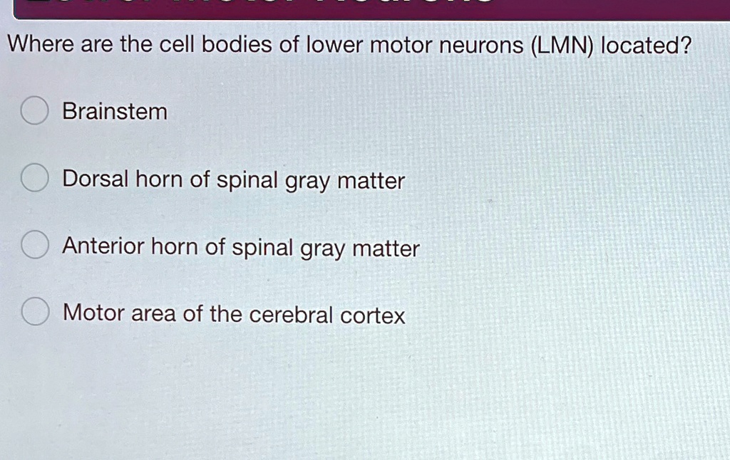 Where are the cell bodies of lower motor neurons (LMN) located ...