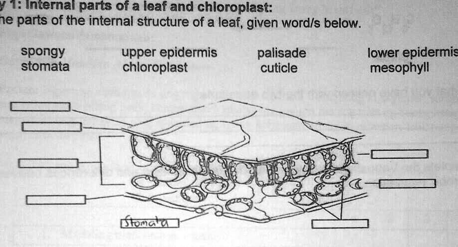 SOLVED: Label the parts of the internal structure of a leaf, given ...