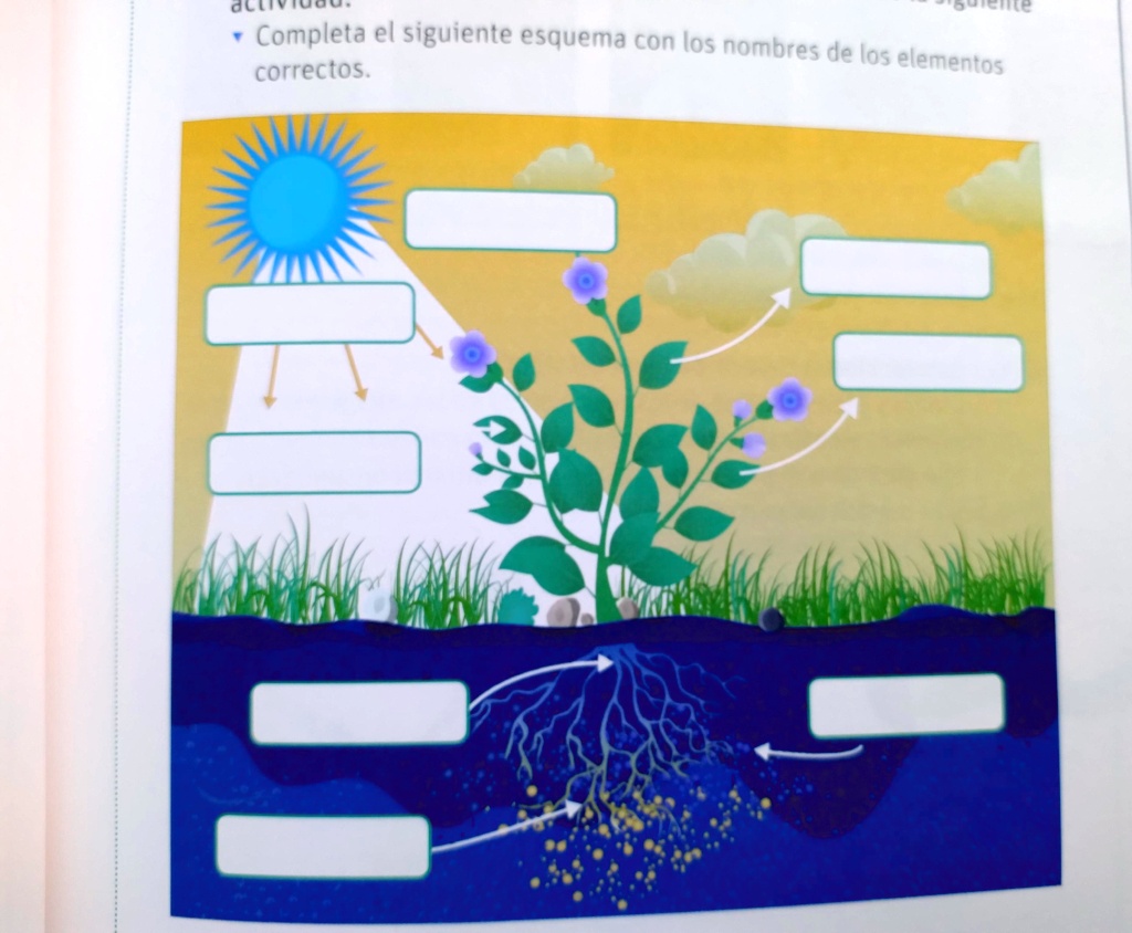SOLVED: Ayudenme porfa, es para hoy. Completa el siguiente esquema con ... SOLVED: Ayudenme porfa, es para hoy. Completa el siguiente esquema con ...