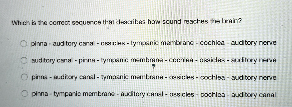 which is the correct sequence that describes how sound reaches the ...
