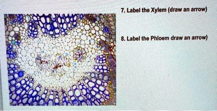7. Label the Xylem (draw an arrow) 8. Label the Phloem draw an arrow)