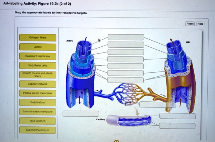 Art-labeling Activity: Figure 19.2b (2 of 2) Drag the appropriate labels to their respective ...