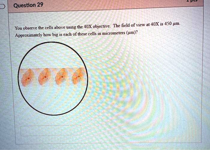 question 29 the 40x objective the field of view at 40x is 450 um you observe the cells above ...