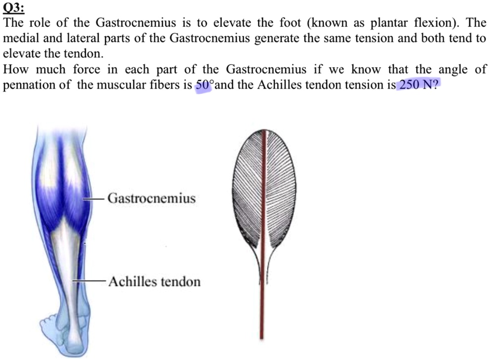 Texts: 03: The role of the Gastrocnemius is to elevate the foot (known as plantar flexion). The ...