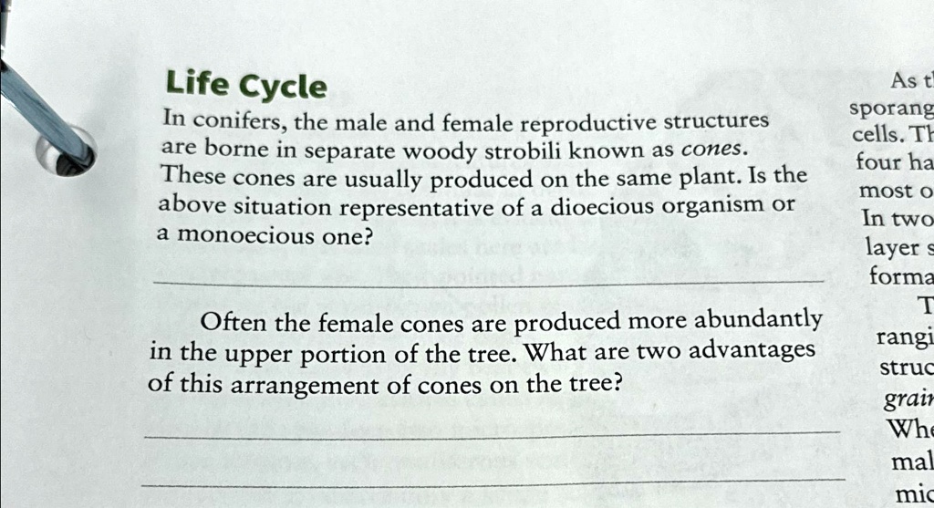 SOLVED: Life Cycle In conifers, the male and female reproductive ...