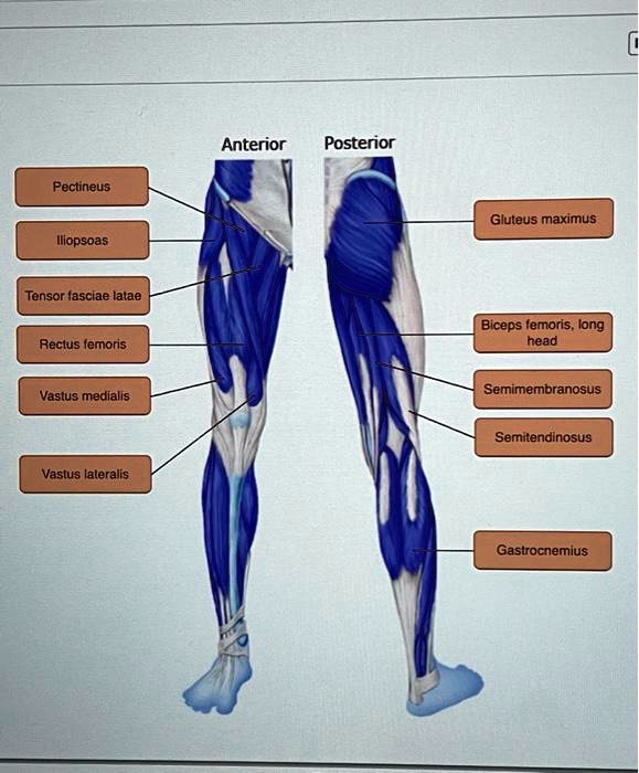 Anterior Posterior Pectineus Gluteus maximus Iliopsoas Tensor fasciae ...