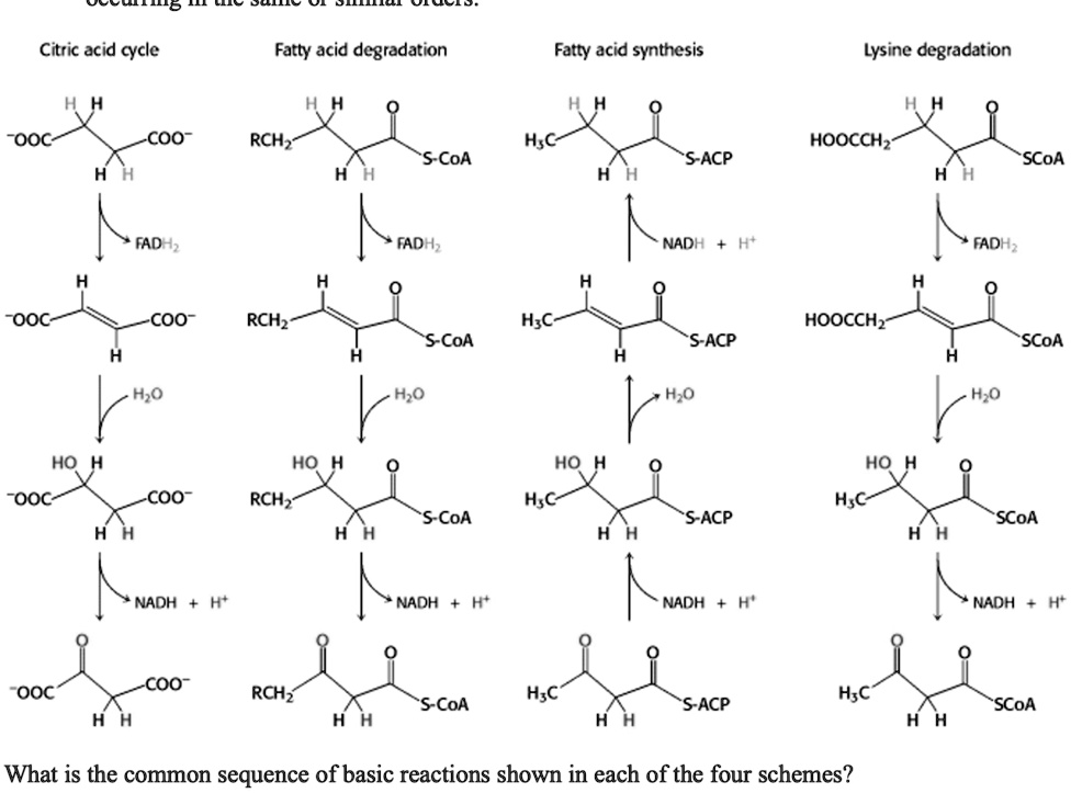 [GET ANSWER] Citric acid cycle Fatty acid degradation Fatty acid ...