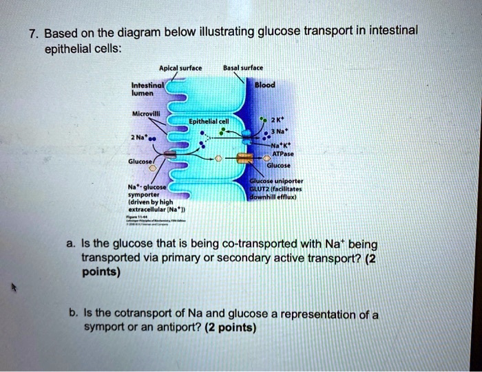 SOLVED: Based on the diagram below illustrating glucose transport in ...