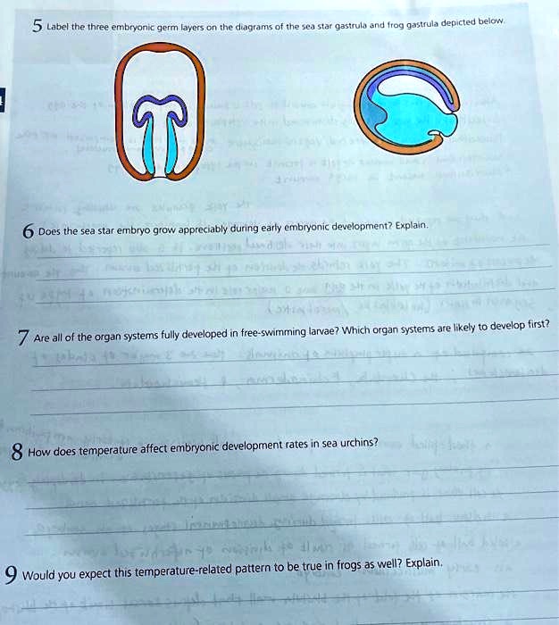 5 Label the three embryonic germ layers on the diagrams of the sea star ...