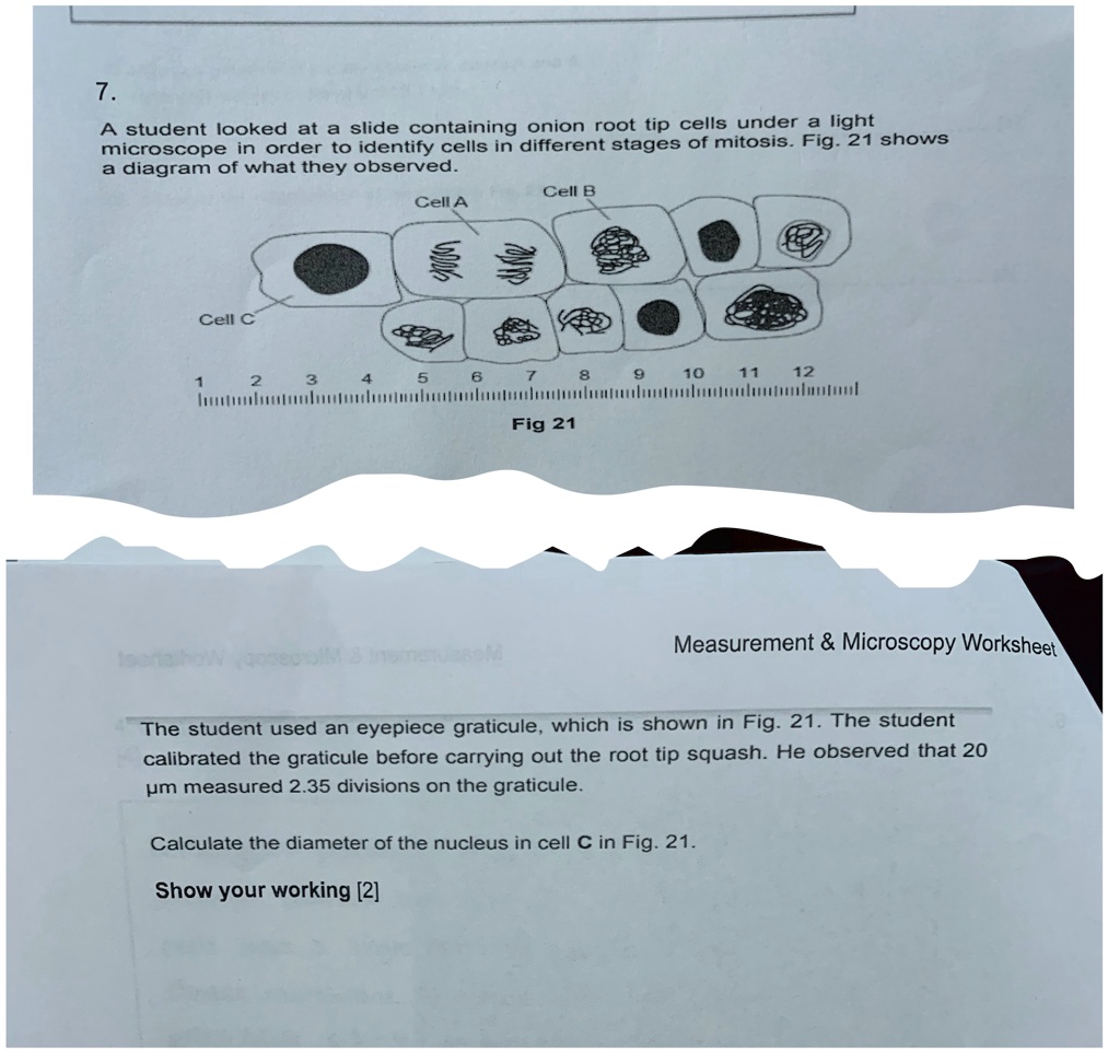 A student looked at a slide containing onion root tip cells under a ...